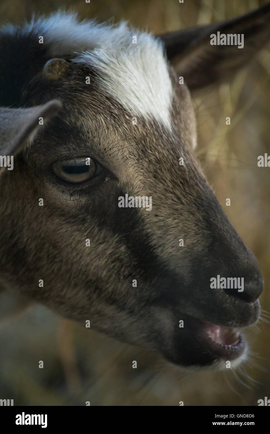 Closeup baby kinder goat at local dairy farm Stock Photo - Alamy