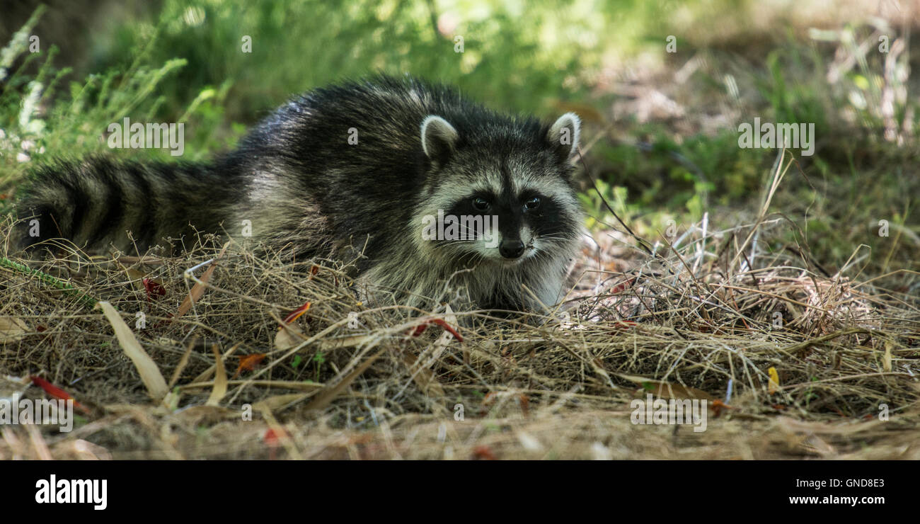 Procyonidae hi-res stock photography and images - Alamy