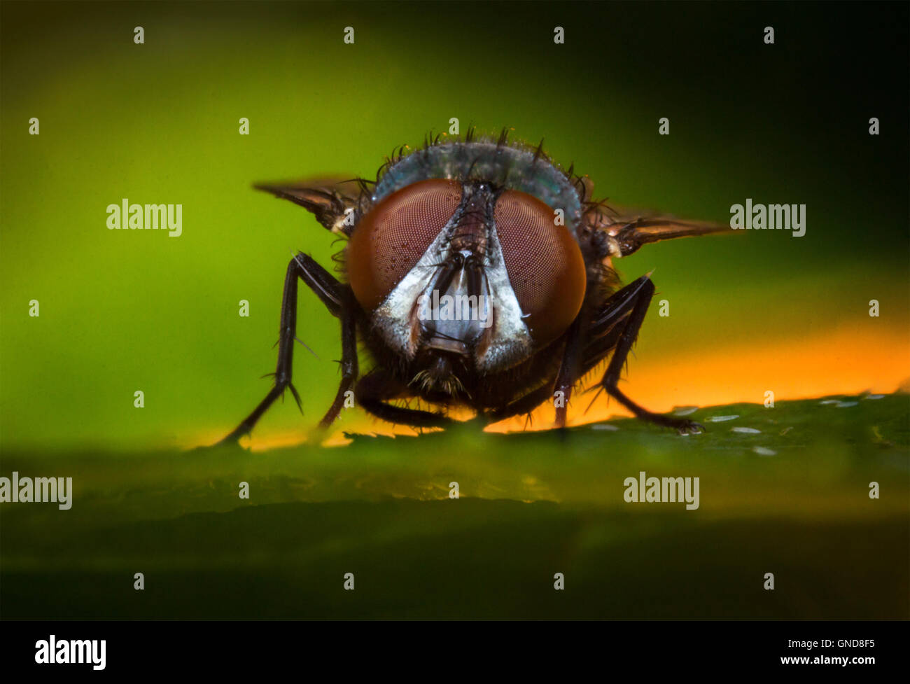 Extreme close up macro common green bottle fly insect background Stock ...