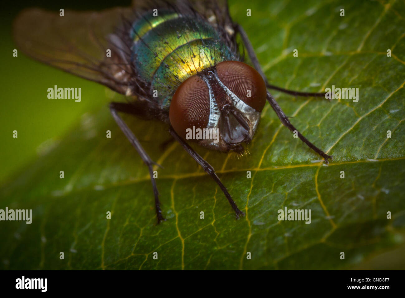 Extreme close up macro common green bottle fly insect background Stock ...