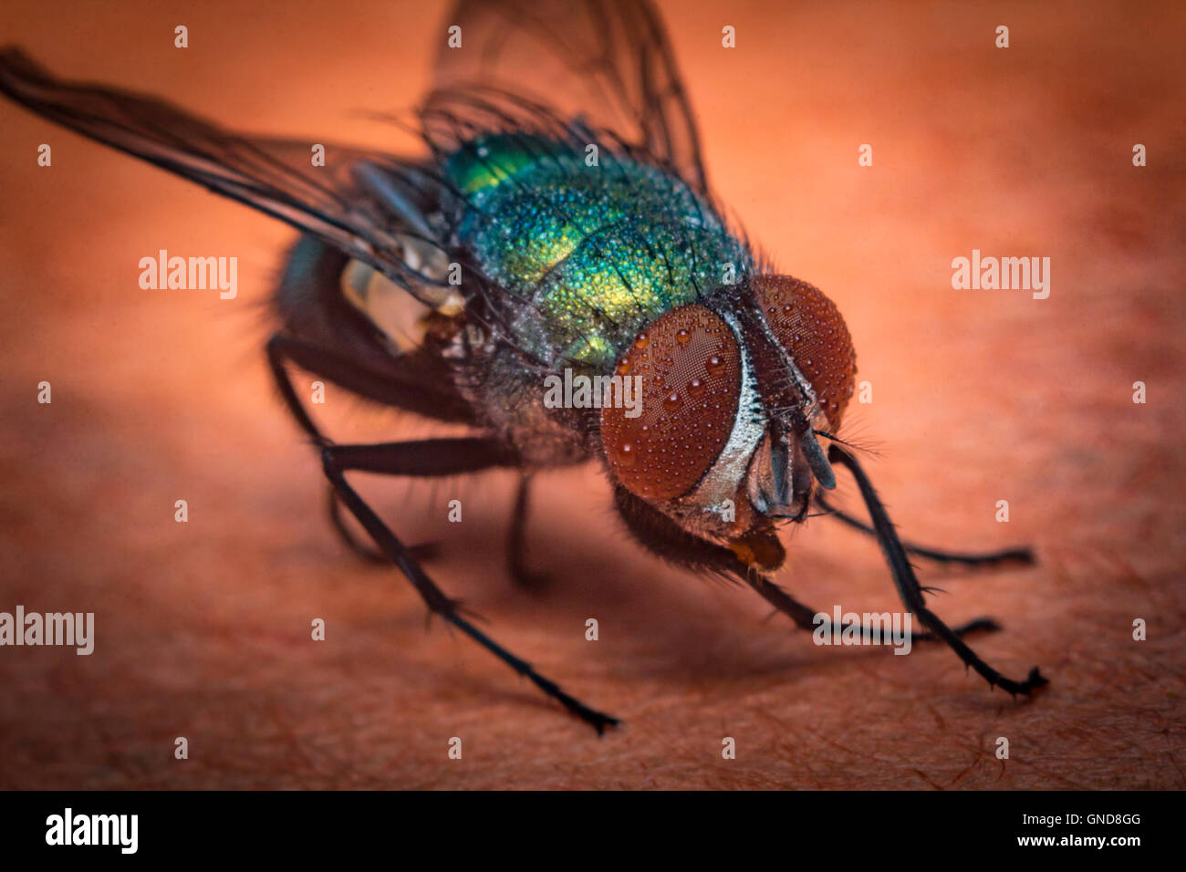 Extreme close up macro common green bottle fly insect background Stock ...