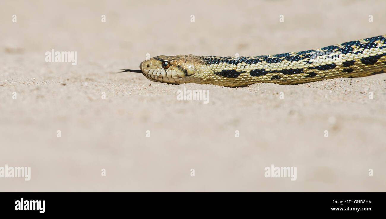 Pacific gopher snake (Pituophis catenifer catenifer Stock Photo - Alamy