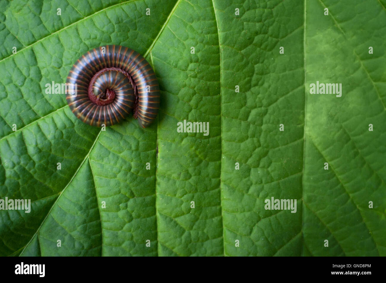 Black diplopoda arthropod hi-res stock photography and images - Alamy
