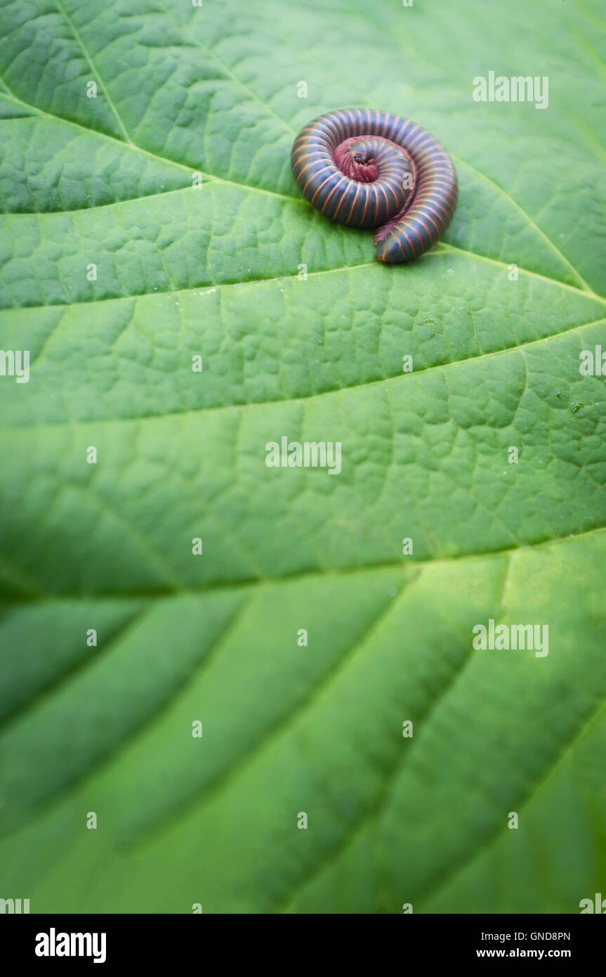 Macro closeup of orange and black millipede curled into spiral Stock ...