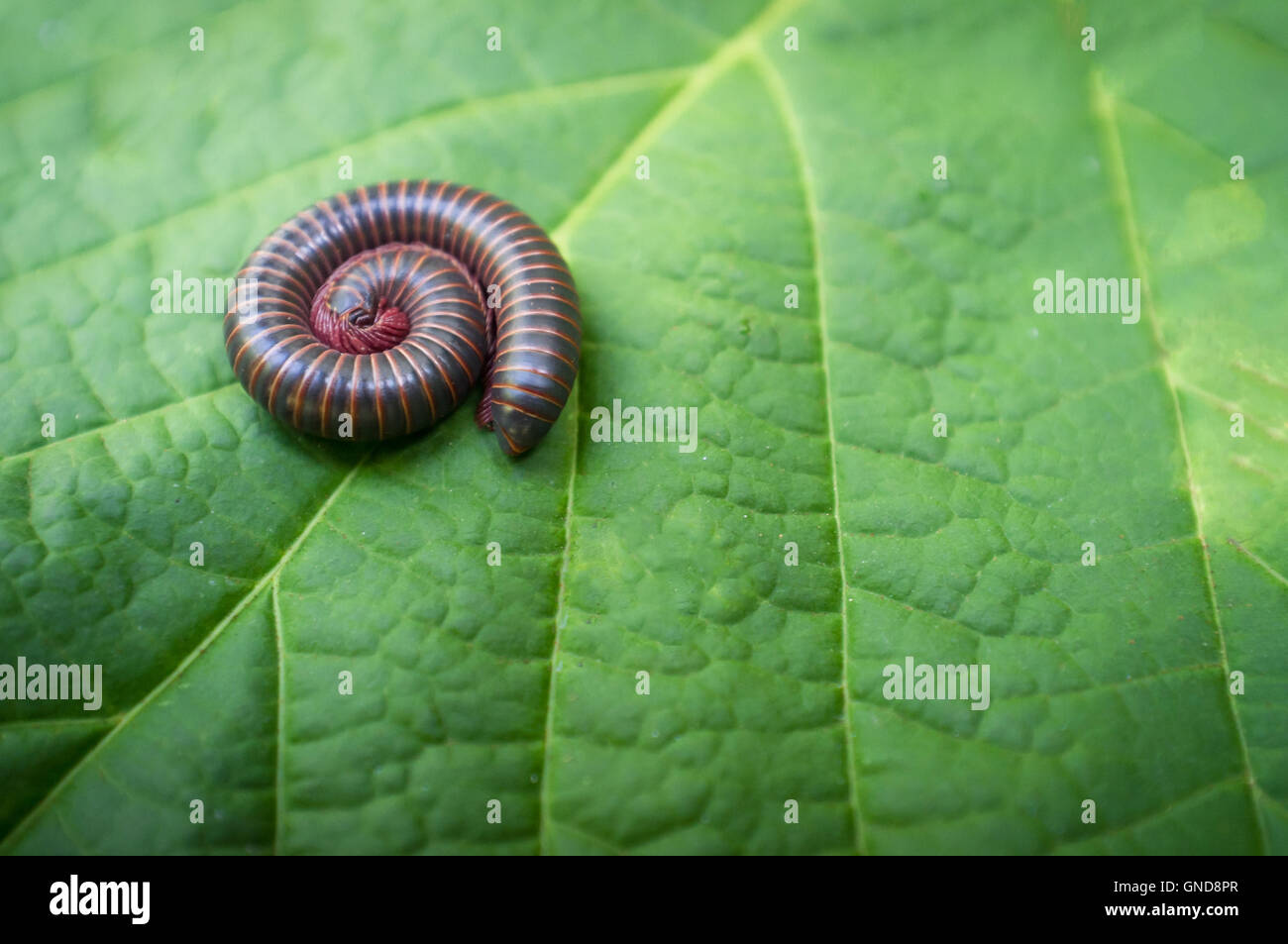 Macro closeup of orange and black millipede curled into spiral Stock ...
