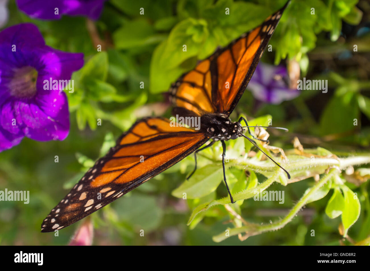 Close up monarch butterfly with pretty summer flowers Stock Photo - Alamy