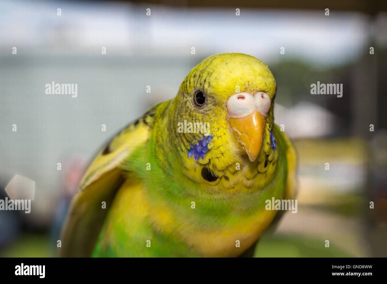 Closeup portrait colorful yellow pet parakeet in cage Stock Photo - Alamy