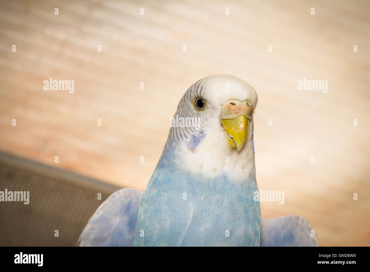 Closeup portrait colorful blue pet parakeet in cage Stock Photo - Alamy