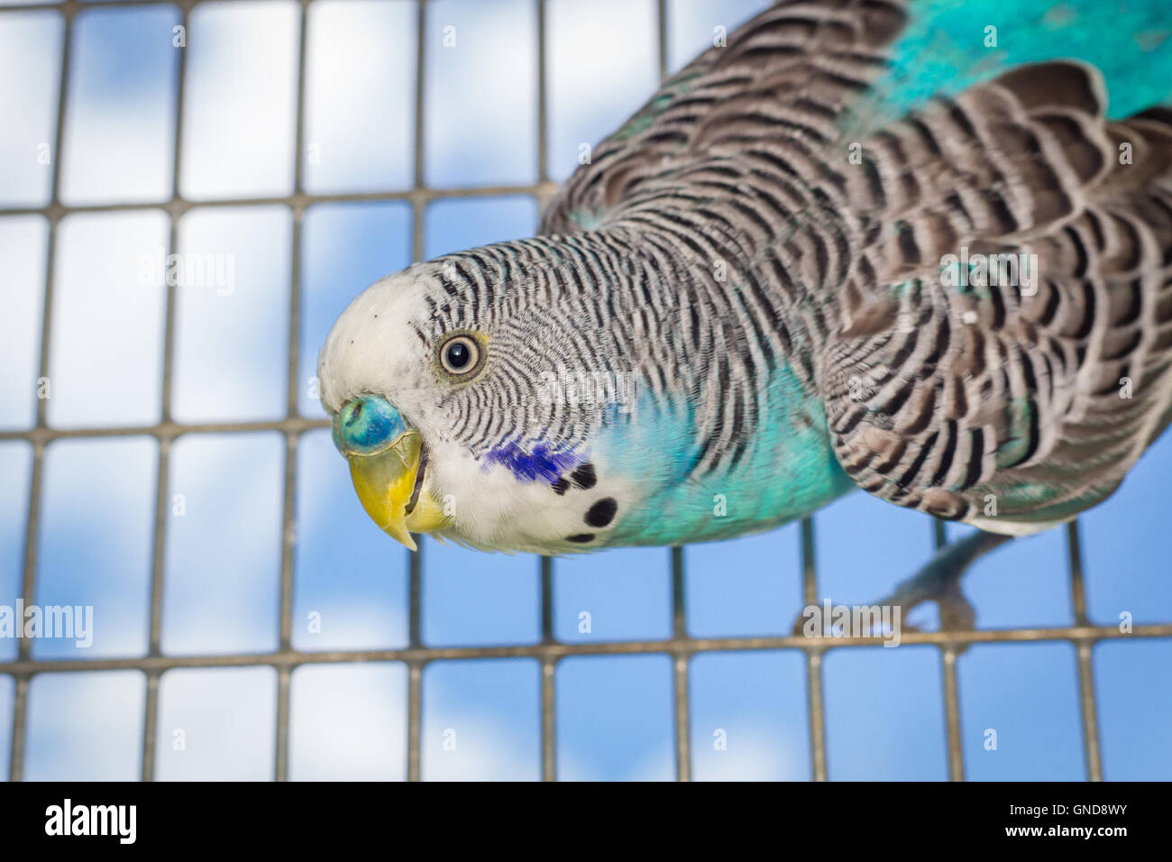 Closeup portrait colorful blue pet parakeet in cage Stock Photo - Alamy