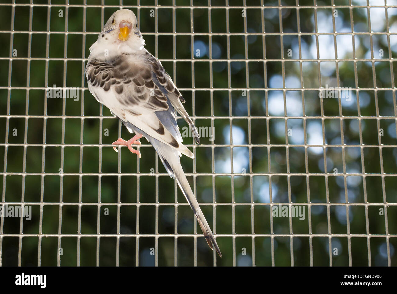 Closeup portrait colorful pet parakeet in cage with bokeh Stock Photo ...