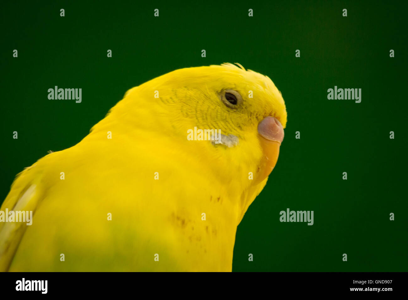 Closeup portrait colorful yellow pet parakeet in cage Stock Photo - Alamy