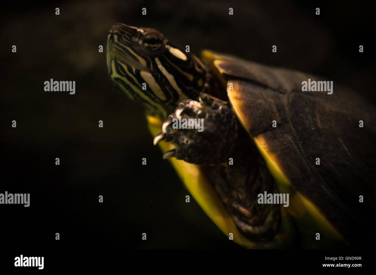 Midland map hi-res stock photography and images - Alamy