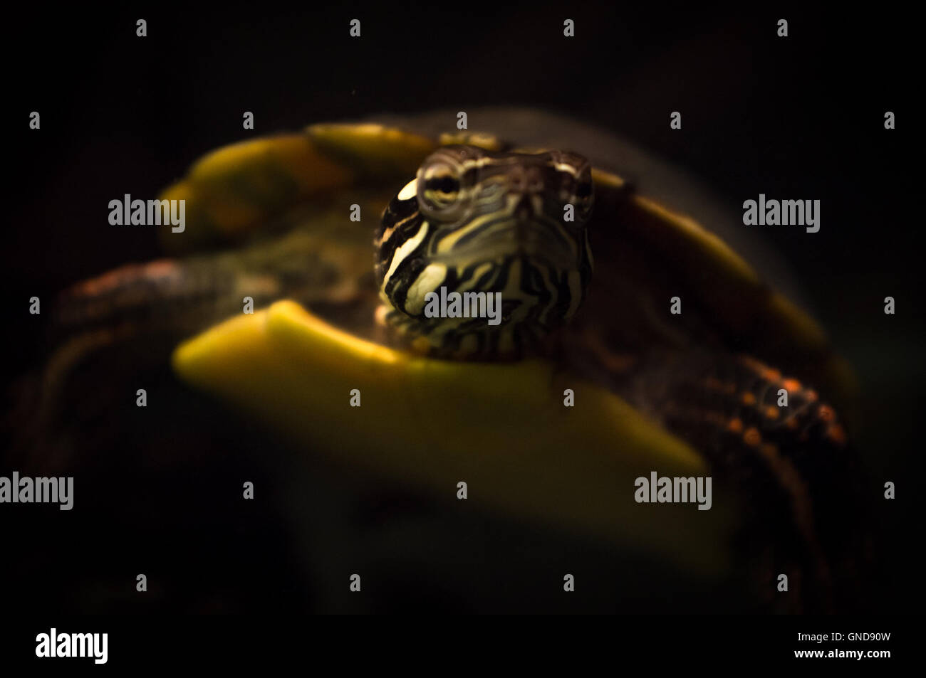 Map of shell lake hi-res stock photography and images - Alamy