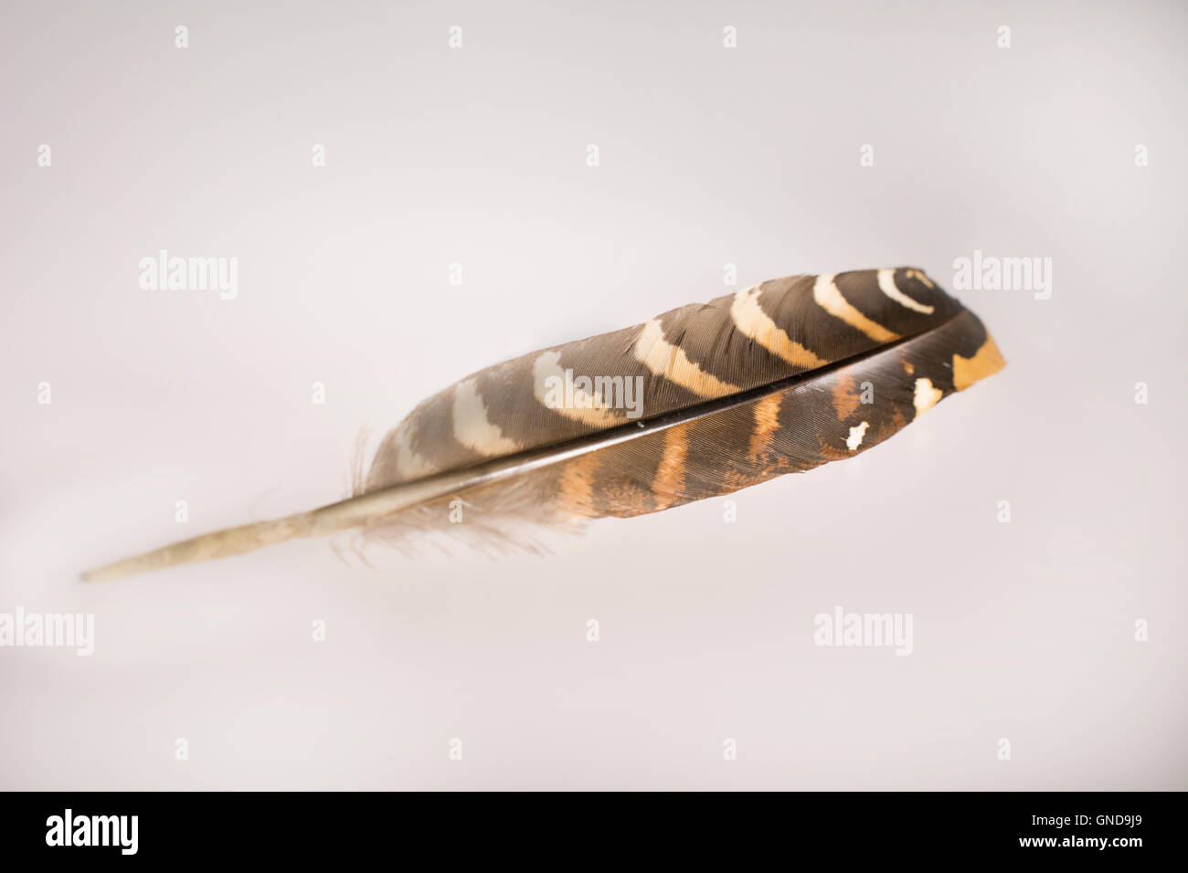 Feather fowl peasant hi-res stock photography and images - Alamy