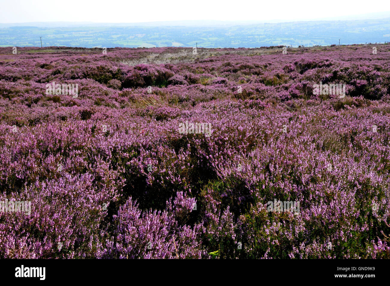 Field and moorland hi-res stock photography and images - Alamy