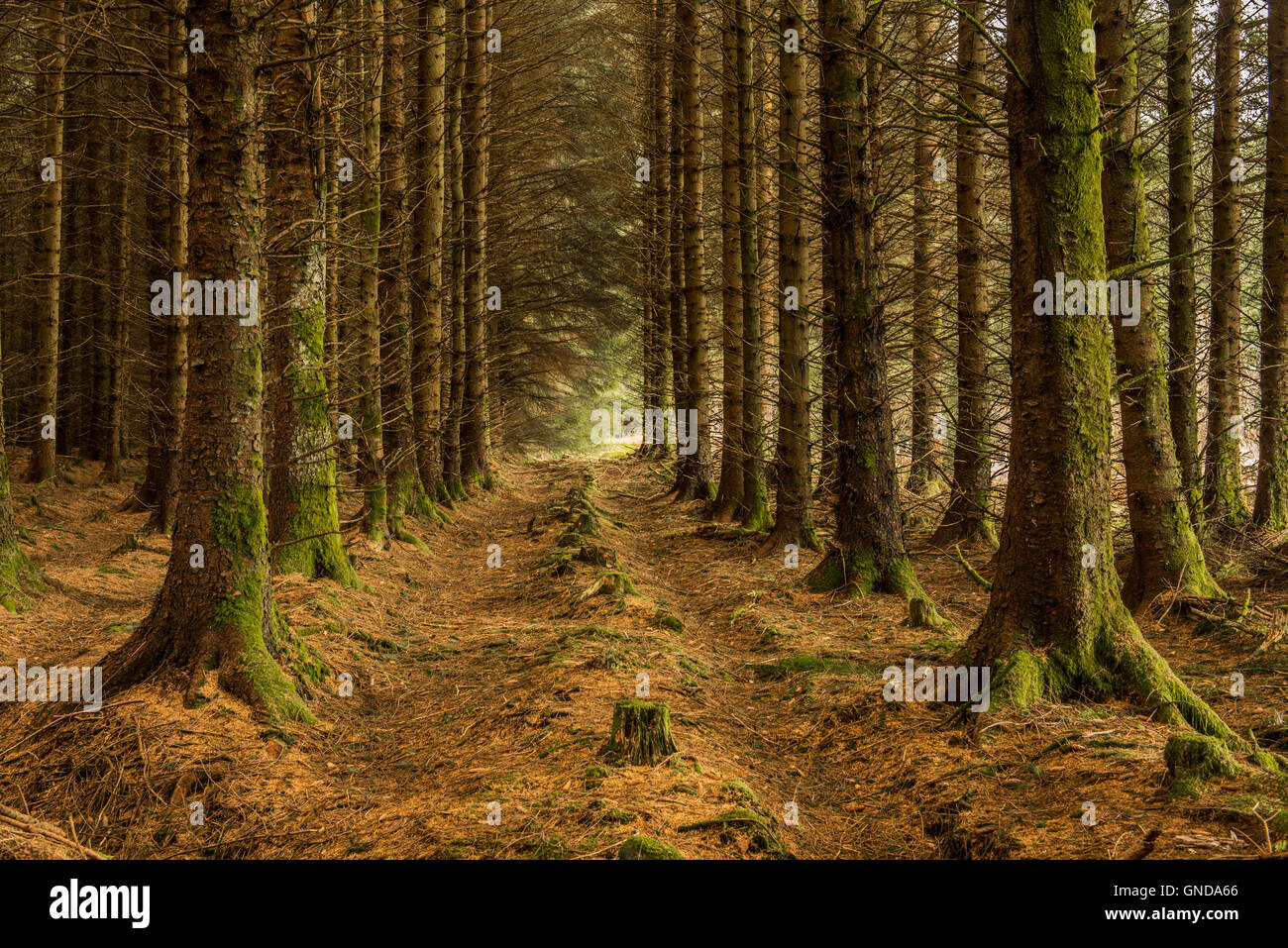 The Queen Elizabeth Forest Stock Photo - Alamy