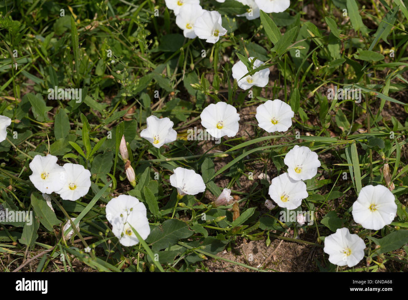 Acker-Winde, Ackerwinde, Convolvulus arvensis, Field Bindweed Stock ...