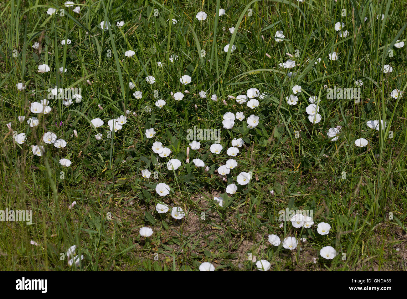 Acker-Winde, Ackerwinde, Convolvulus arvensis, Field Bindweed Stock ...