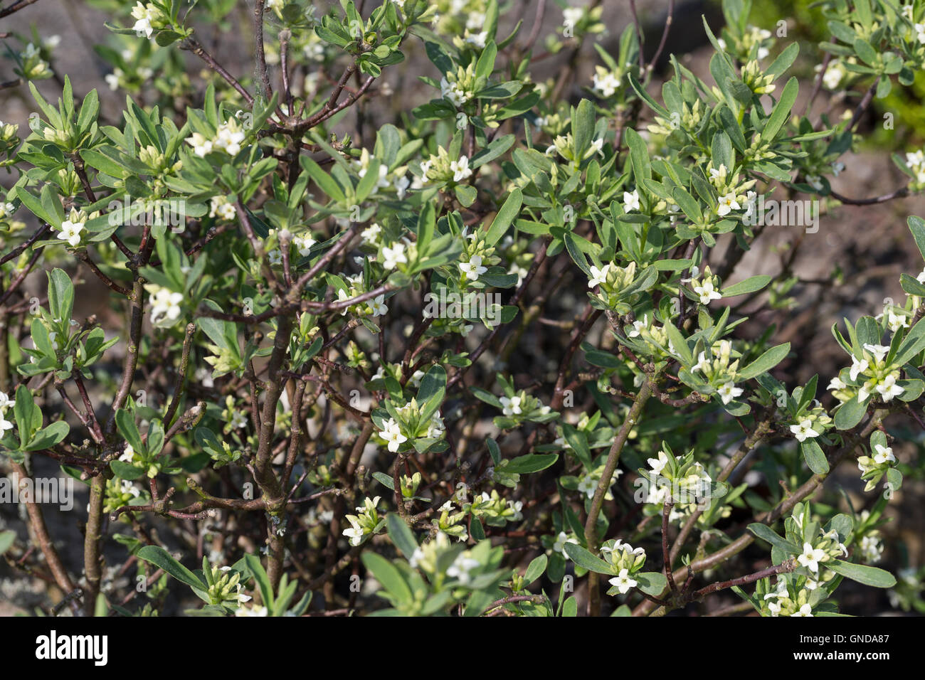Daphne Alpina High Resolution Stock Photography and Images - Alamy