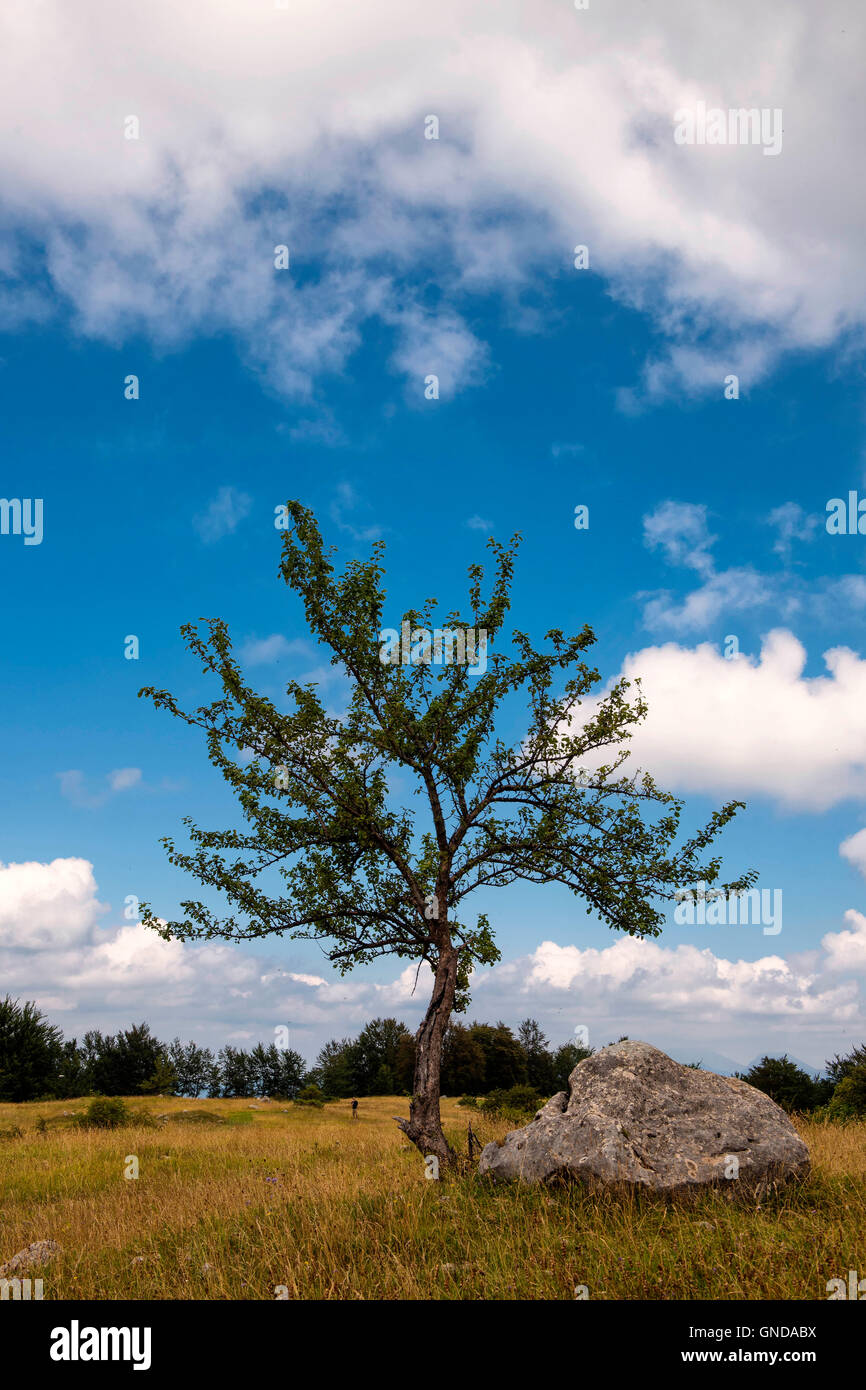 Big Tree Little Tree Backgrounds