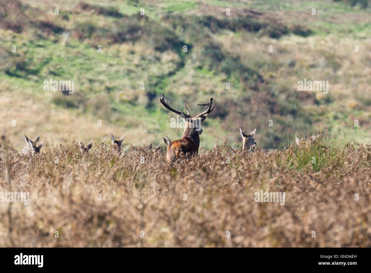Red deer stag and hinds at Aldermans Barrow Allotment in the Exmoor ...