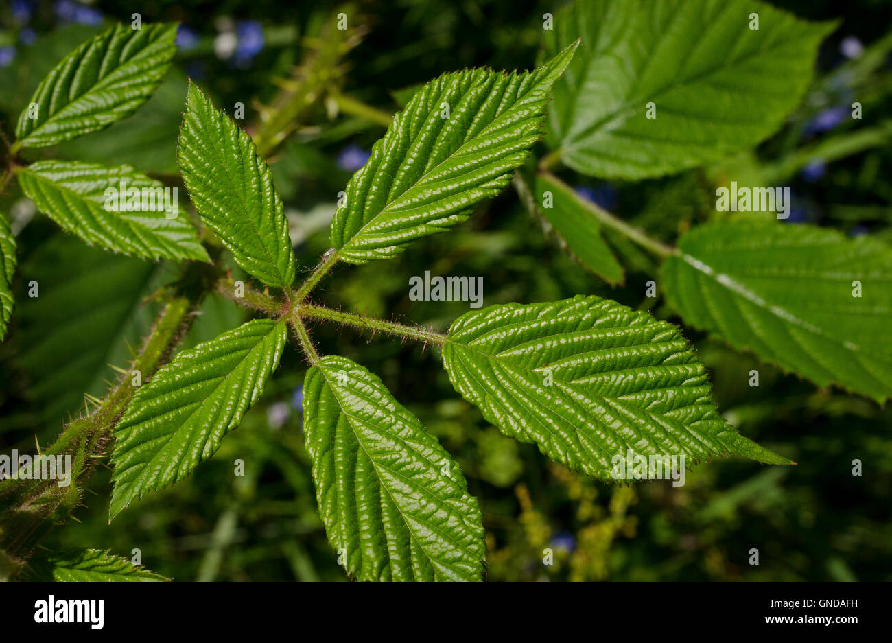 Brambles hi-res stock photography and images - Alamy