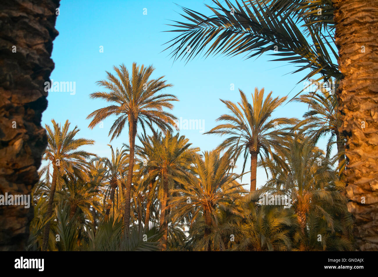 Palm tree forest in Elche. Oasis. Alicante, Spain. Horizontal Stock ...