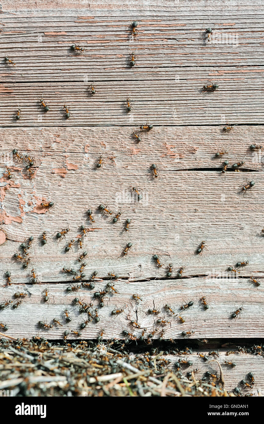 A cluster of ants near of the basis of a wooden building Stock Photo ...