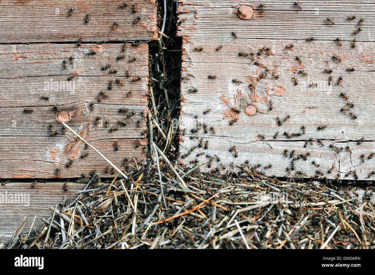A cluster of ants near of the basis of a wooden building Stock Photo ...