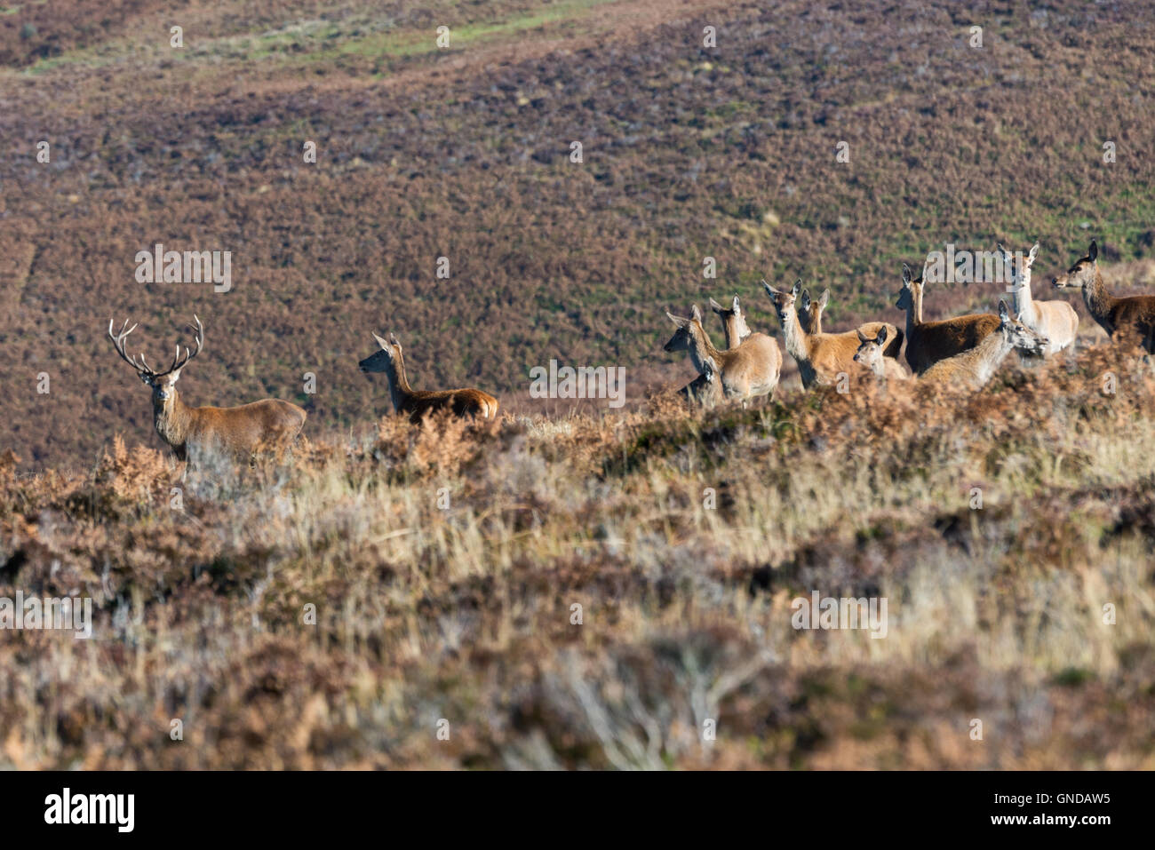 Red deer stag and hinds at Aldermans Barrow Allotment in the Exmoor ...