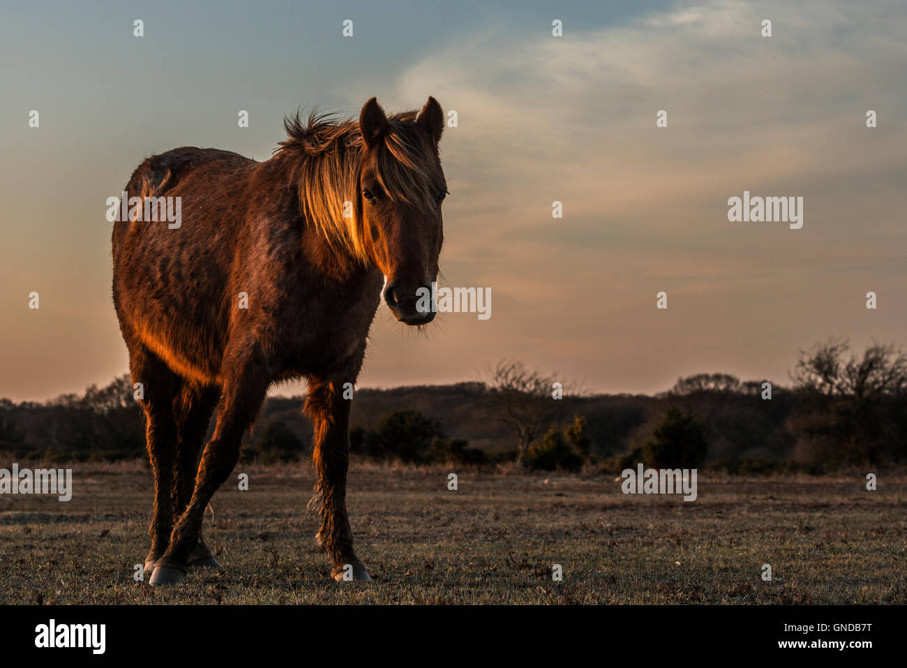 New Forest pony, taken at Stoney Cross, Hampshire Stock Photo - Alamy