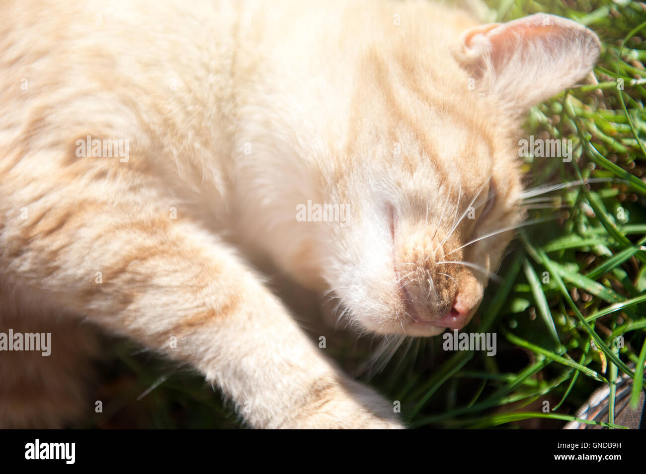 An image of red cat closeup Stock Photo - Alamy