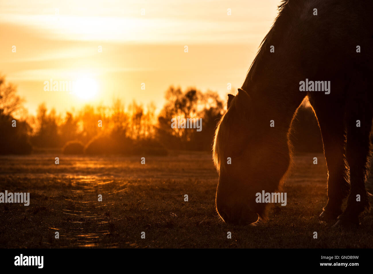 New Forest pony, taken at Stoney Cross, Hampshire Stock Photo - Alamy