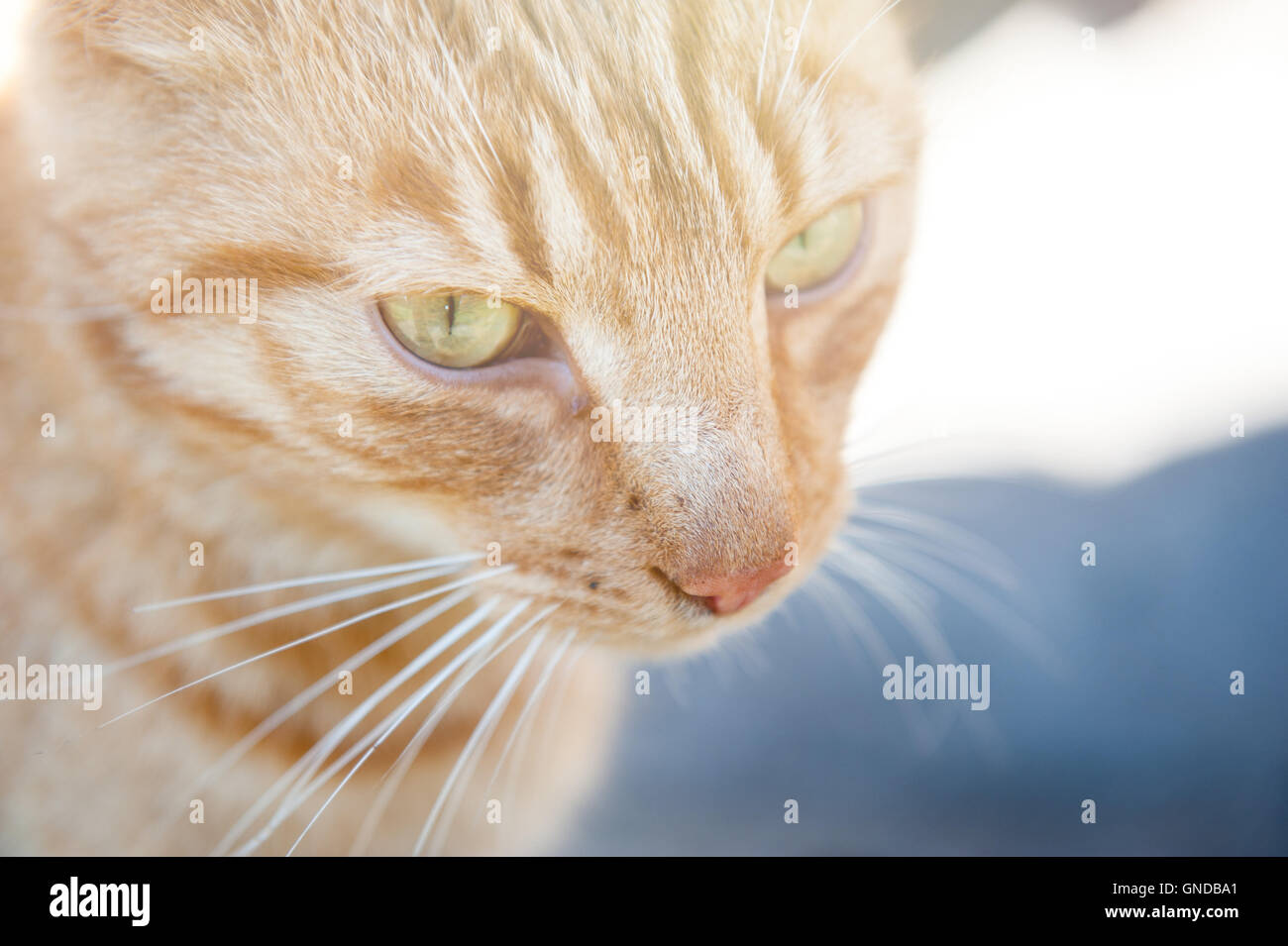 An image of red cat closeup Stock Photo - Alamy
