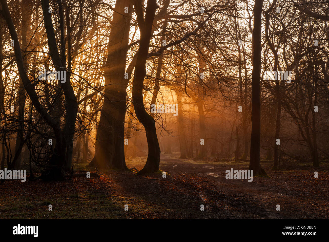 Ashridge trees hi-res stock photography and images - Alamy