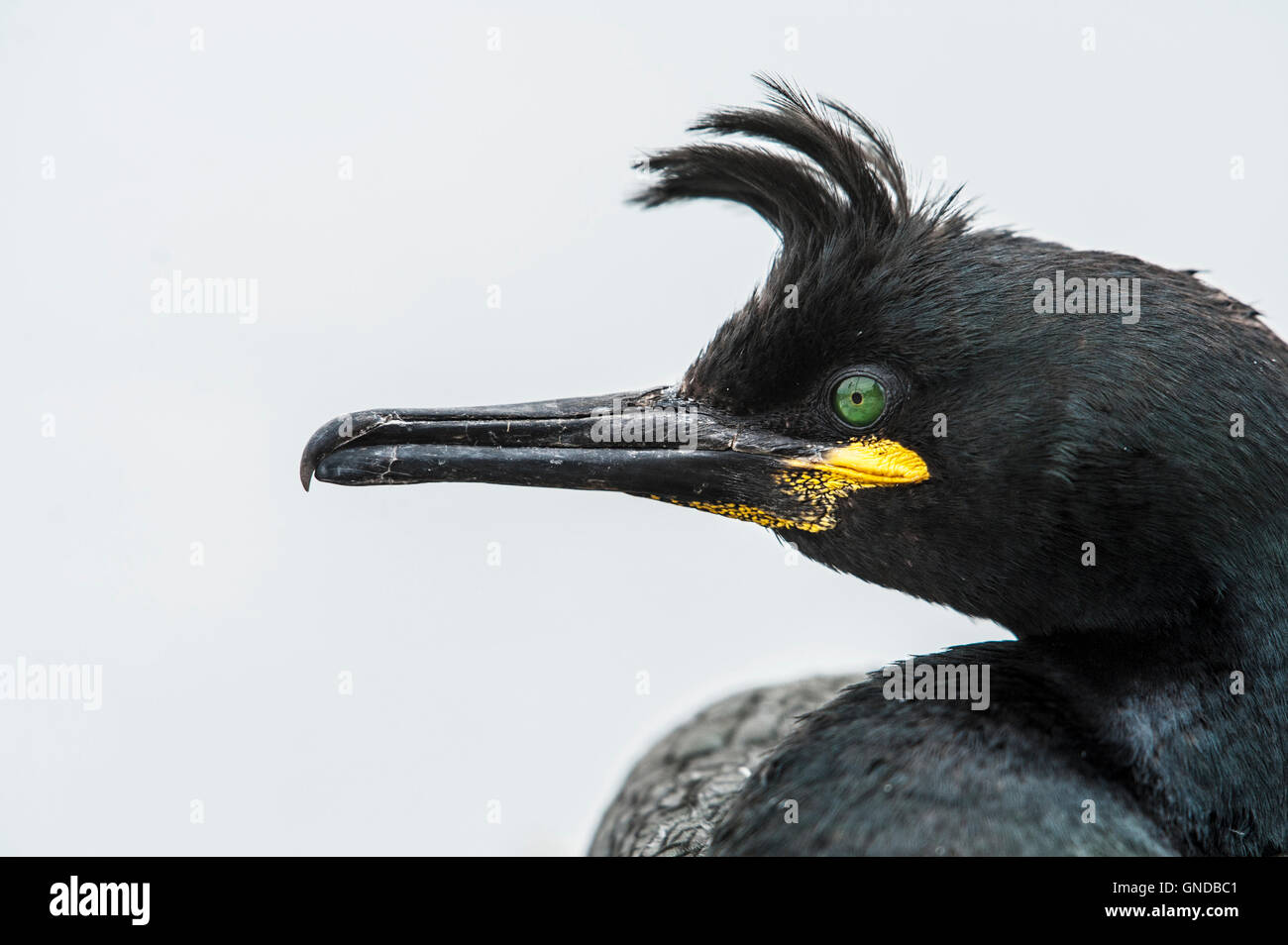 Shag bird uk hi-res stock photography and images - Alamy