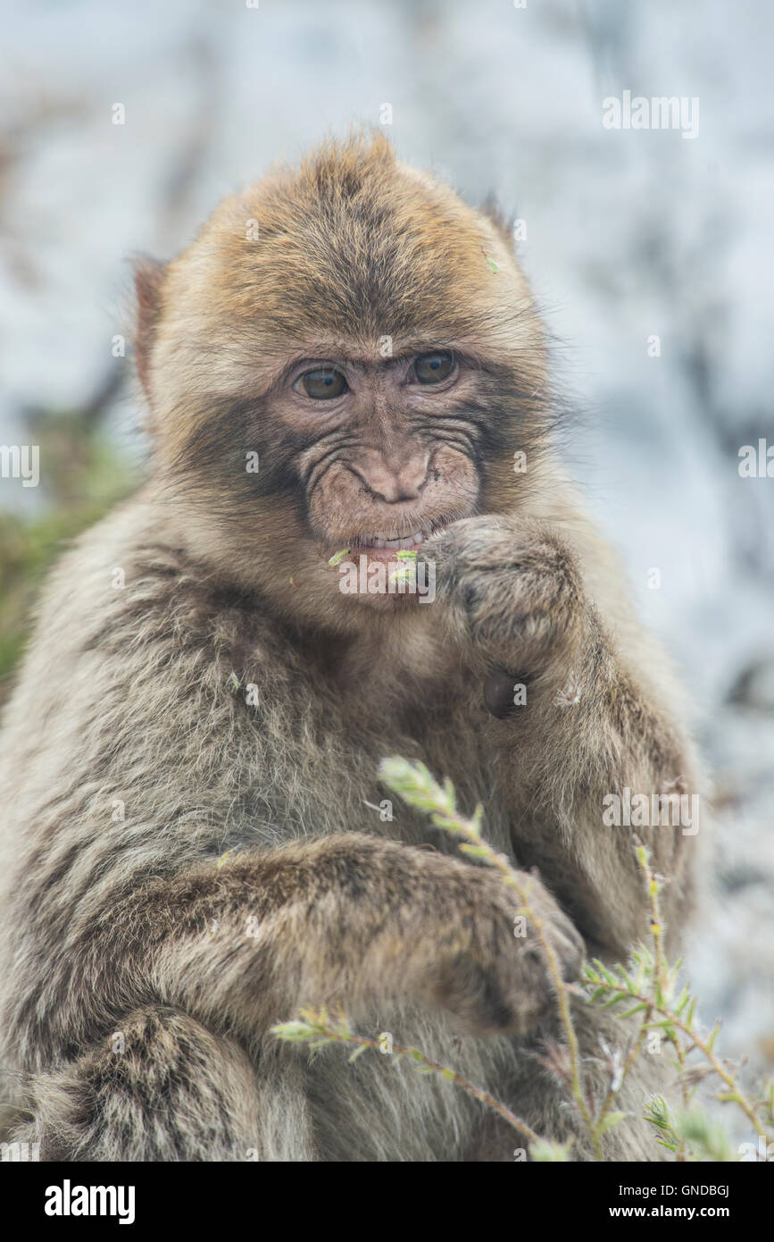 Barbary macaque (Macaca sylvanus) in Gibraltar Stock Photo - Alamy