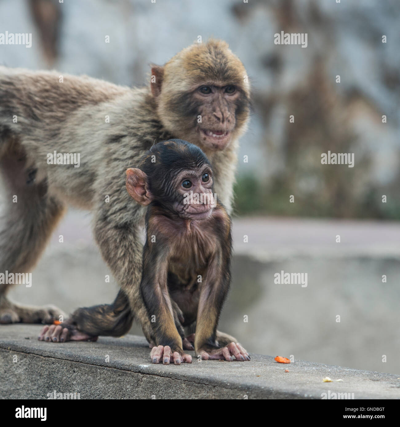 Barbary macaque (Macaca sylvanus) in Gibraltar Stock Photo - Alamy