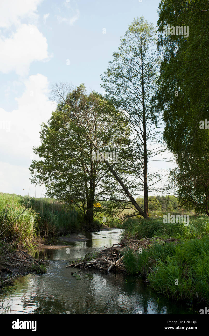 Beaver lodge hi-res stock photography and images - Alamy