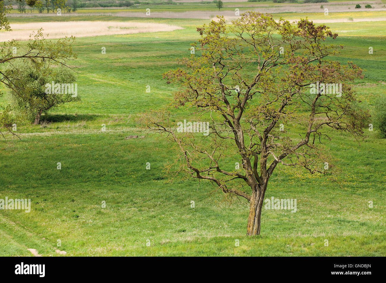 Big trees meadow hi-res stock photography and images - Alamy