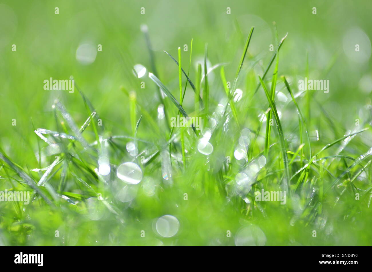 Dewed grass hi-res stock photography and images - Alamy