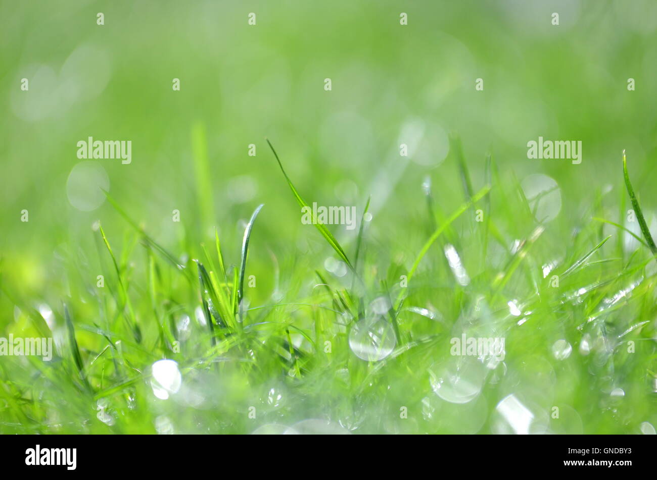 closeup of dewed grass with bokeh effect Stock Photo - Alamy