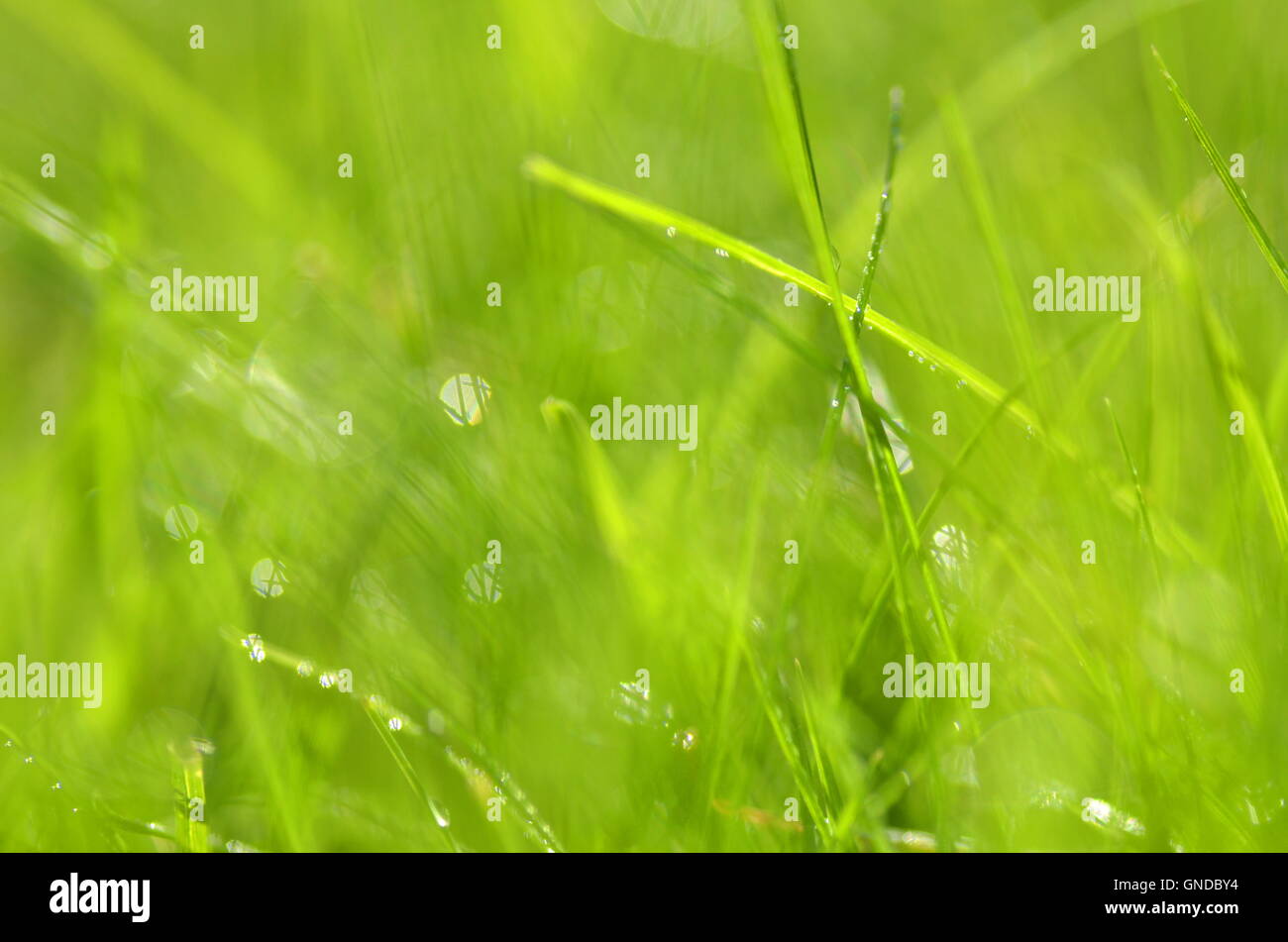 closeup of dewed grass with bokeh effect Stock Photo - Alamy
