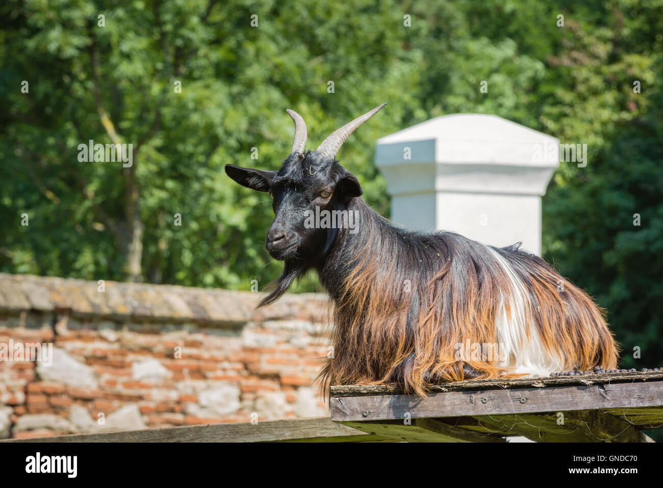 Goat castle hi-res stock photography and images - Alamy