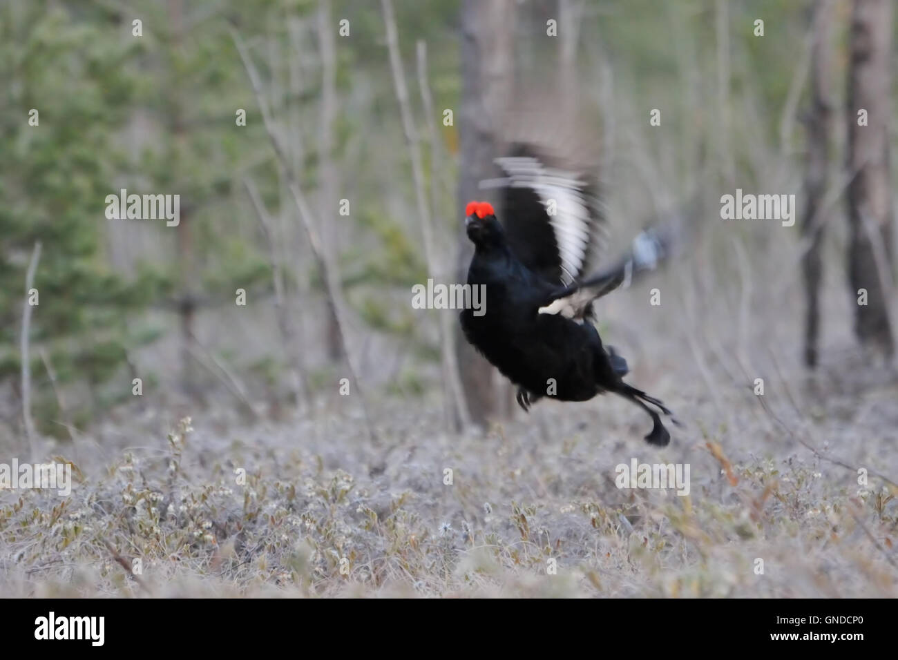 Jumping male Black Grouse (Tetrao tetrix) at swamp courting place early ...