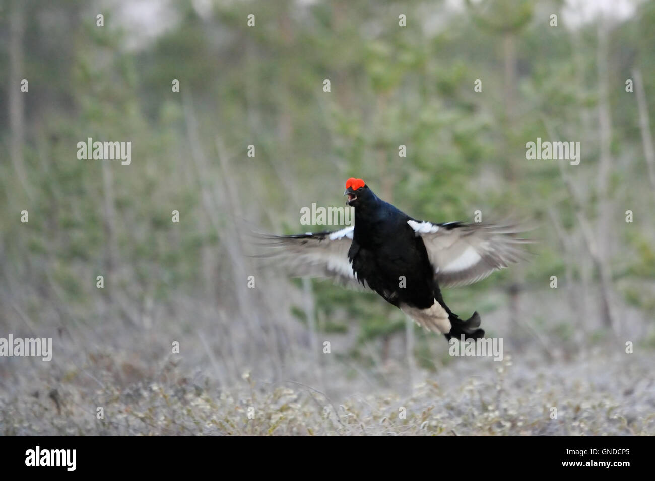 Jumping male Black Grouse (Tetrao tetrix) at swamp courting place early ...