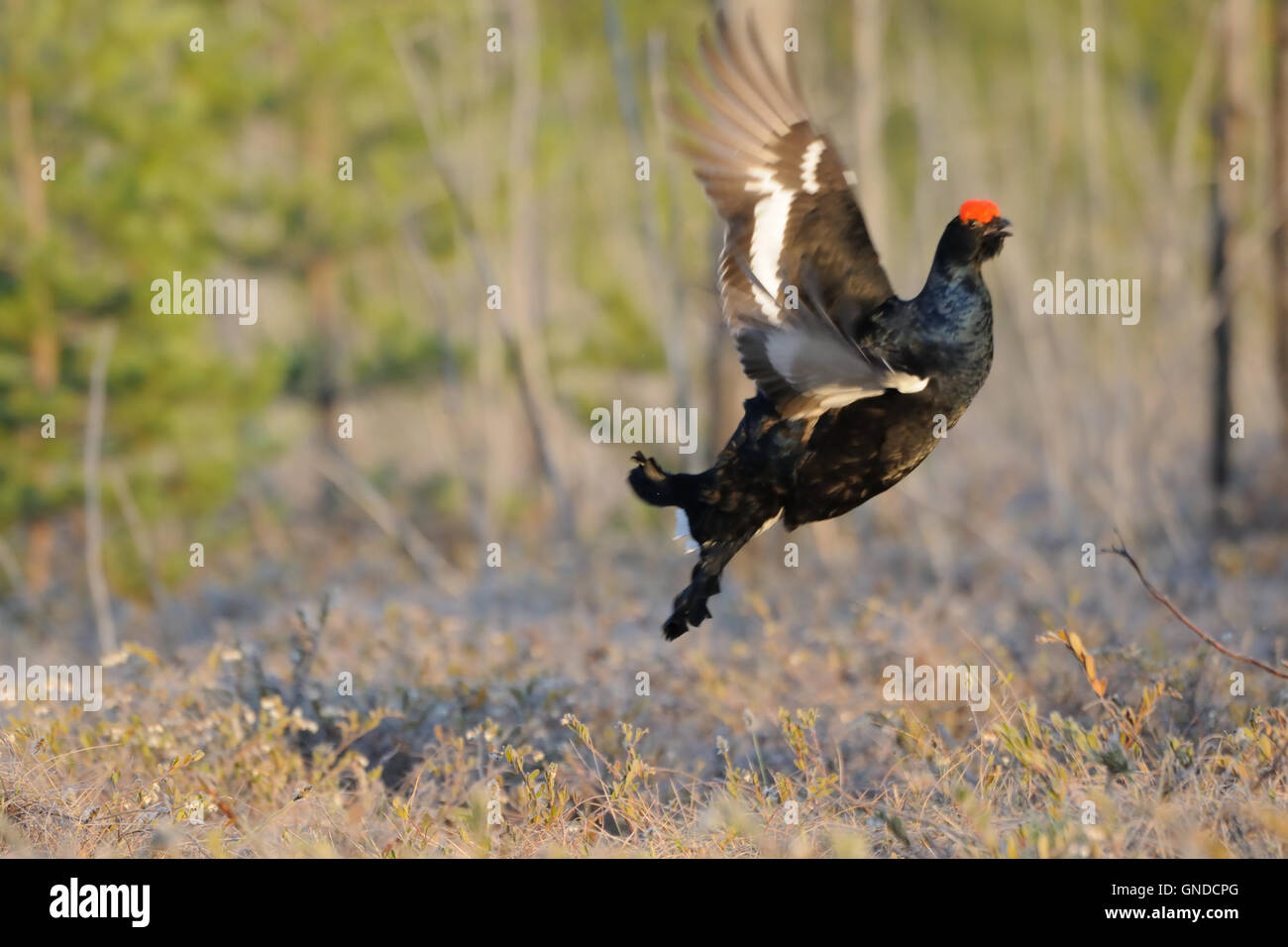 Jumping male Black Grouse (Tetrao tetrix) at swamp courting place early ...