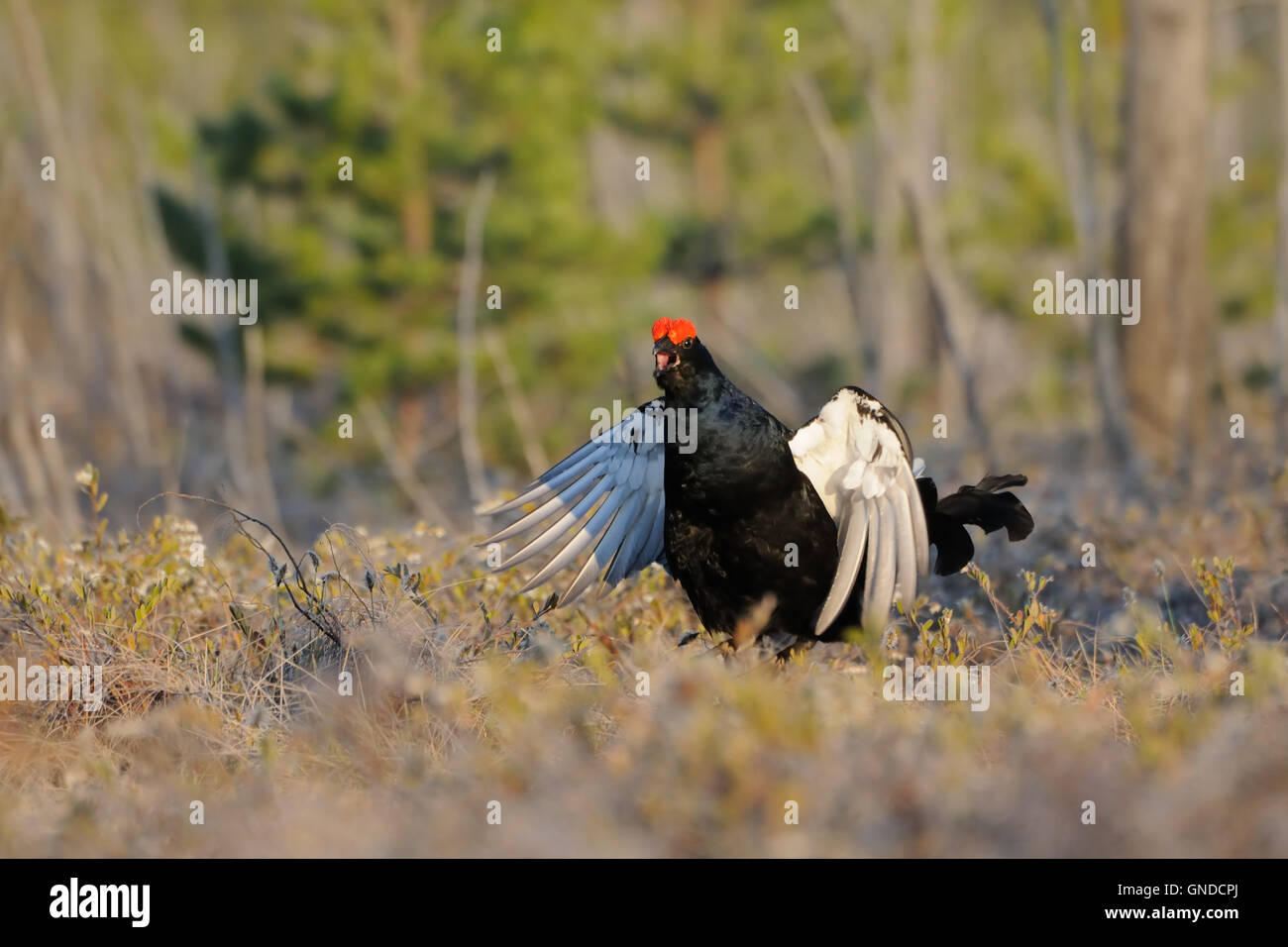 Black grouse flying hi-res stock photography and images - Alamy