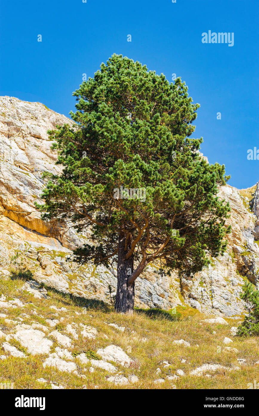Pine tree on the mountainside. Caucasus. Russia Stock Photo - Alamy