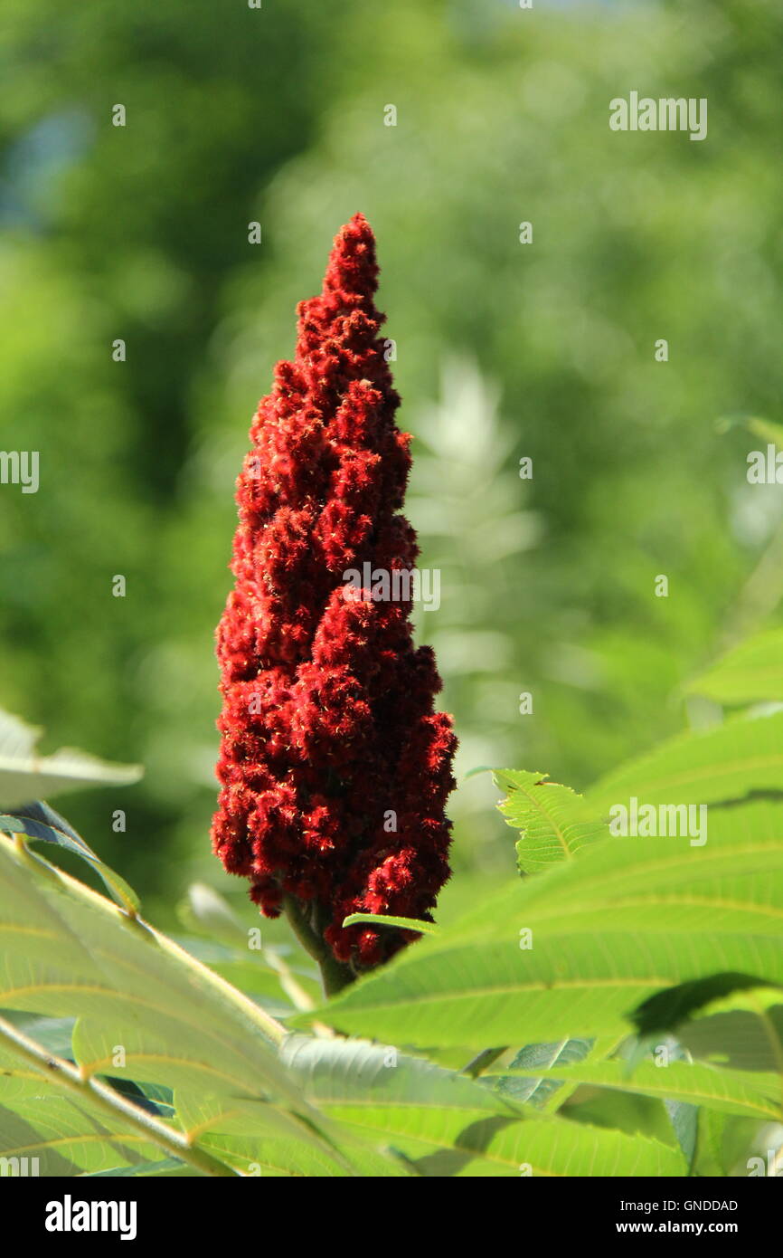Red sumac hi-res stock photography and images - Alamy